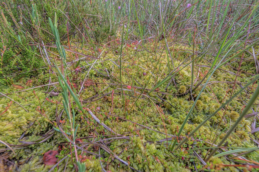 The Meres and Mosses