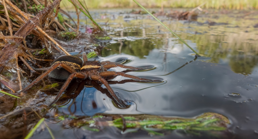 The Meres and Mosses
