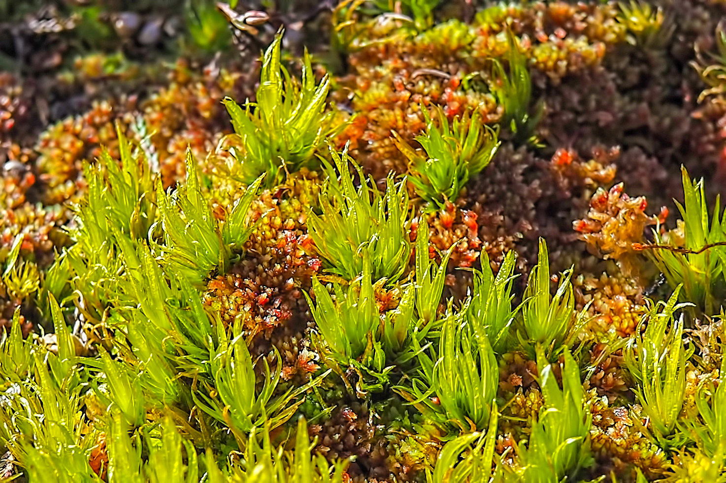 The Meres and Mosses