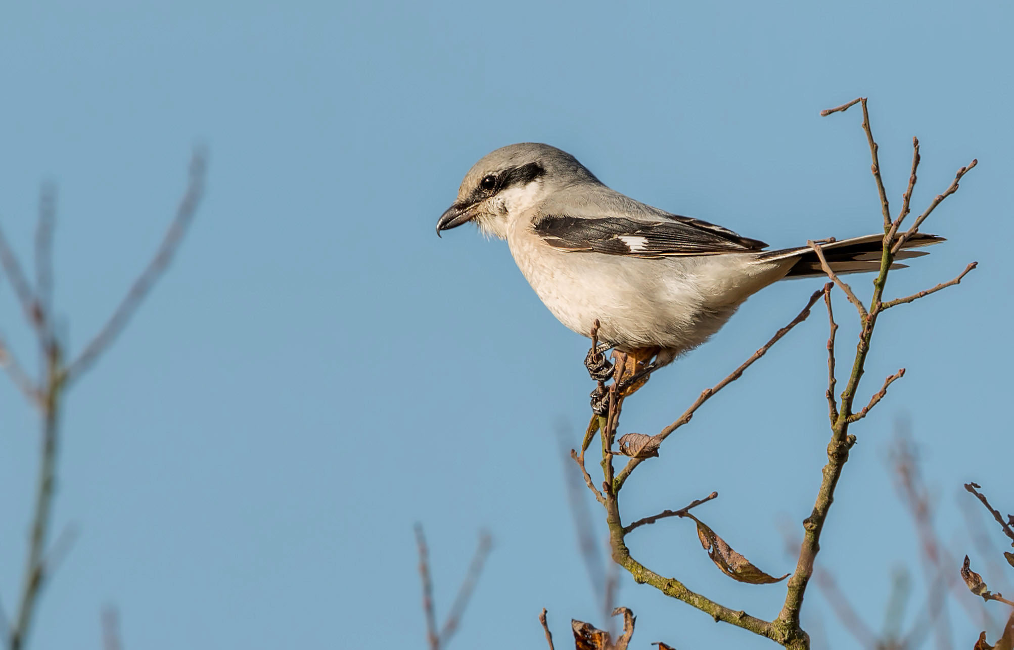 The Meres and Mosses
