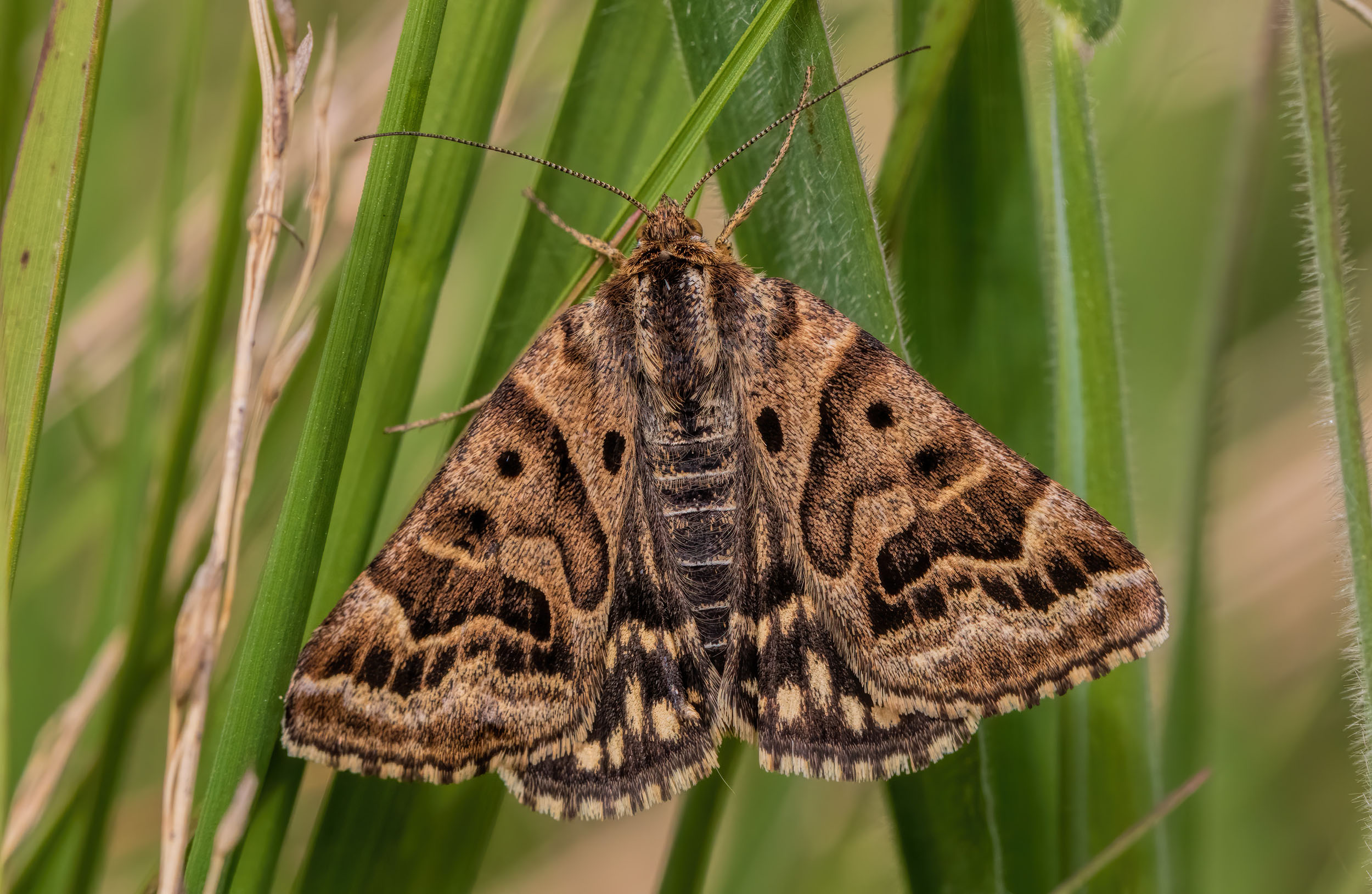 The Meres and Mosses