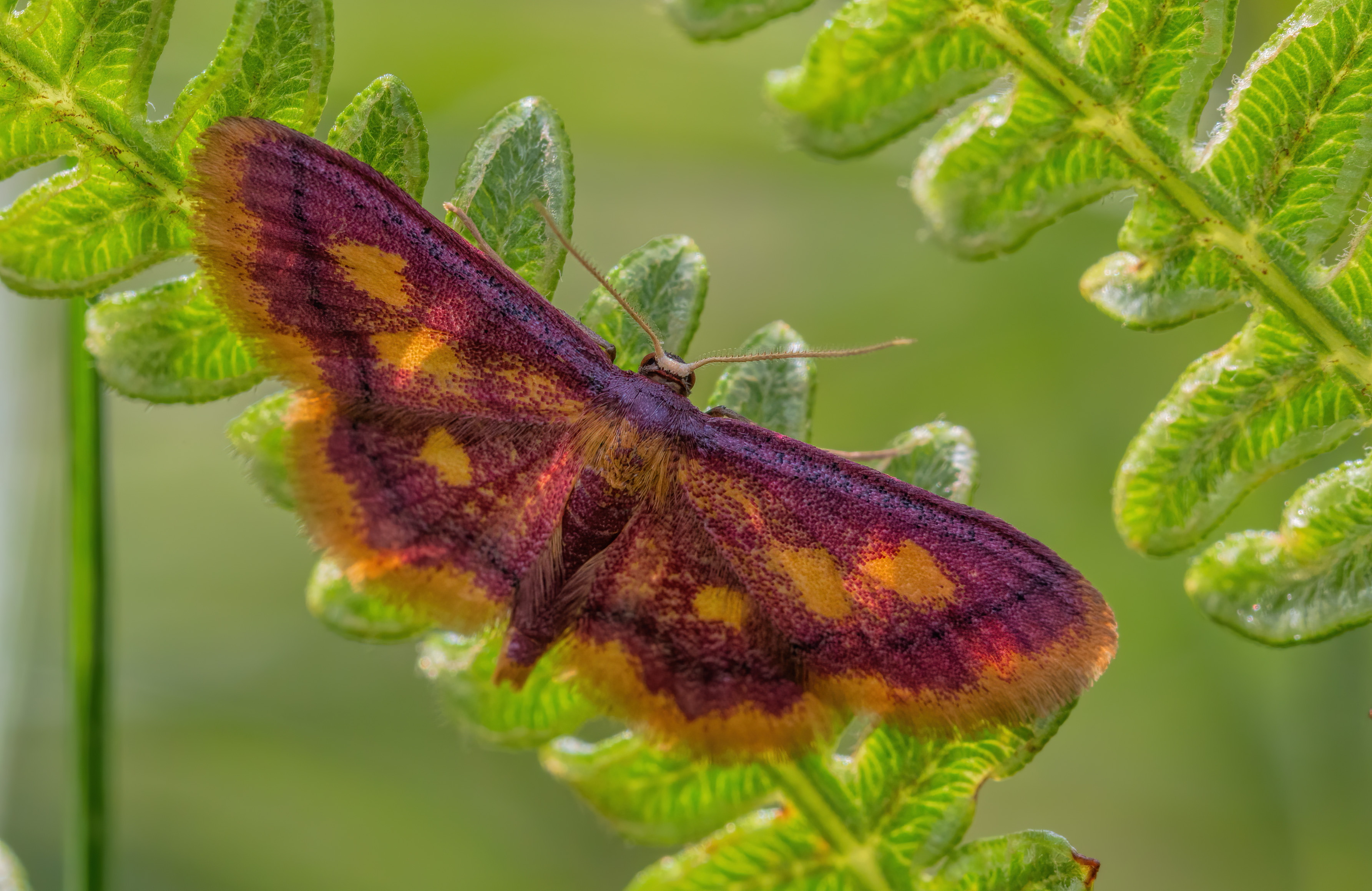 The Meres and Mosses