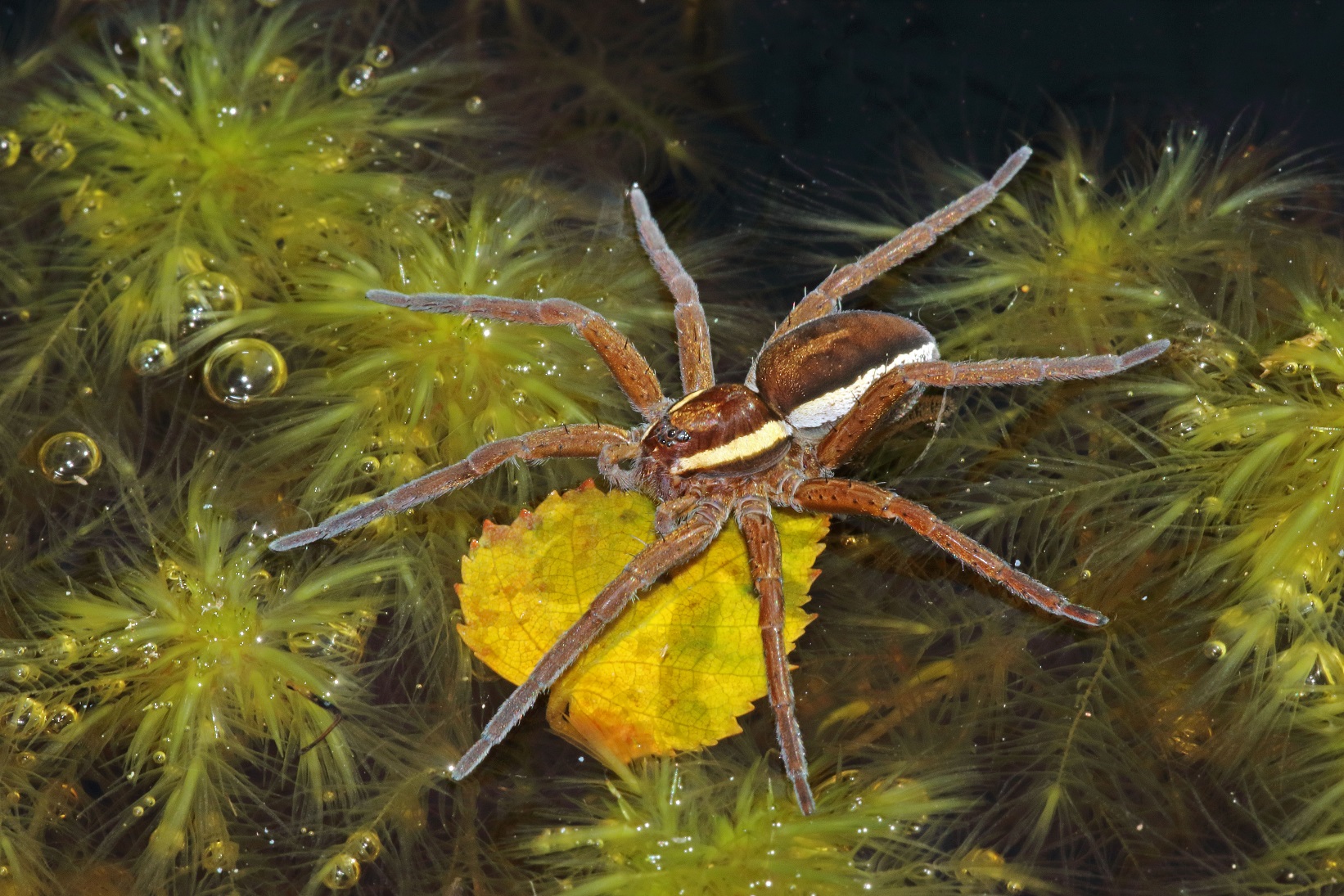 The Meres and Mosses